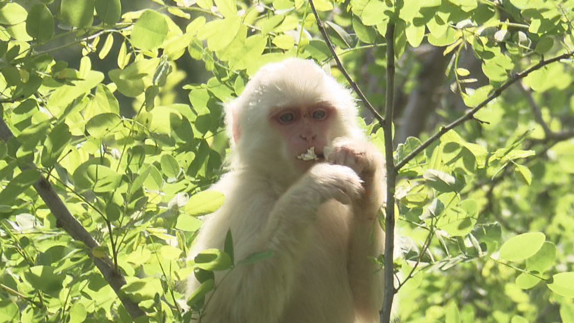 吾妻の白猿』～山の神の使いに魅せられて〜」＜2023年6月17日放送＞ - YBC 山形放送