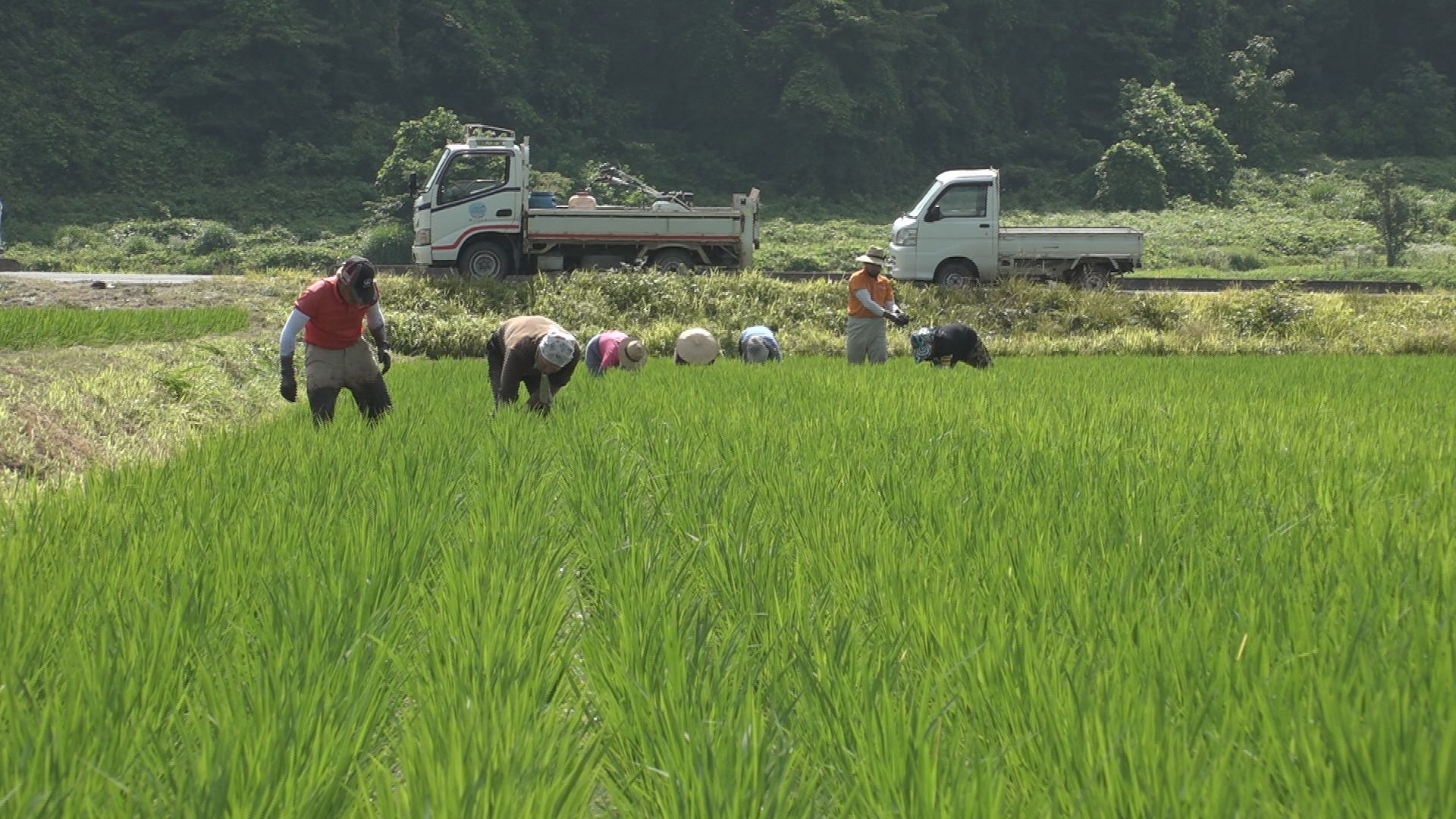 もち”みたいな暮らし3」＜2023年9月16日放送＞ - YBC 山形放送