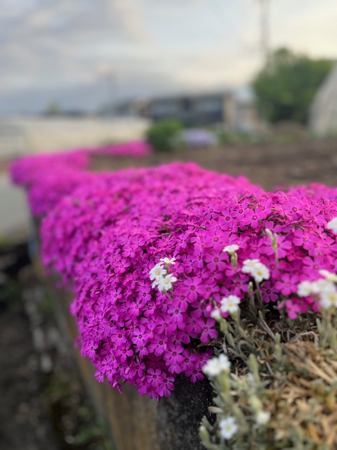 『短縮版です！』2024.4.27 - YBC 山形放送