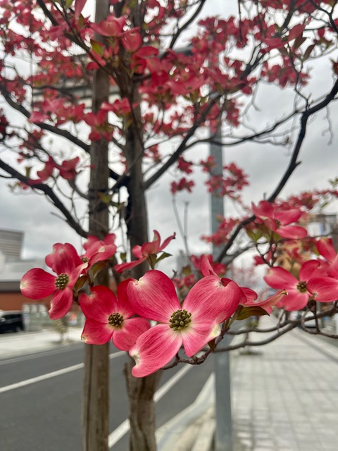 『もしも自分をラーメンに例えたら？』2024.4.20 - YBC 山形放送